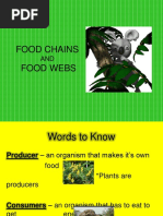 3rd Grade - Food Chain Worksheet | PDF