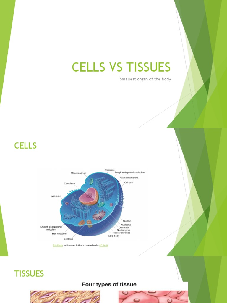 Cells Vs Tissues: Smallest Organ of The Body | PDF