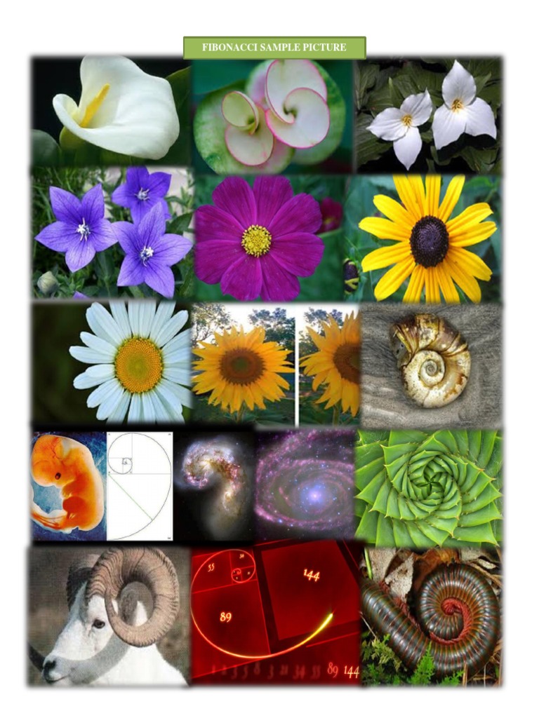 Fibonacci Sample Picture | PDF | Symmetry | Pattern