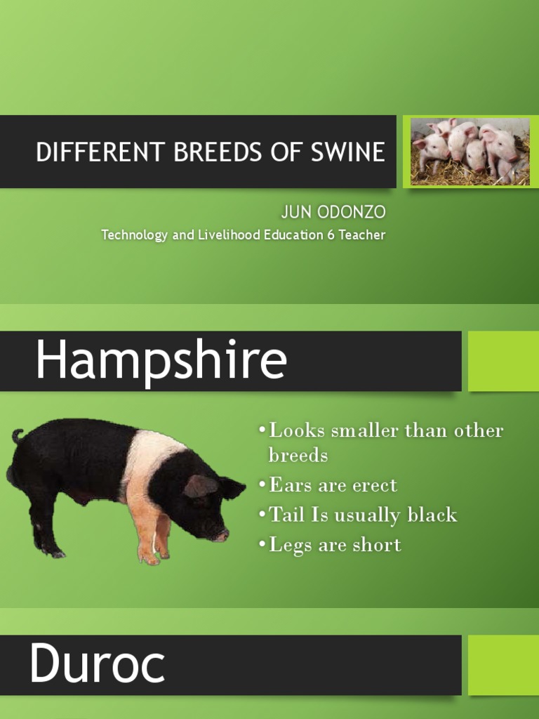 Different Breeds of Swine | PDF