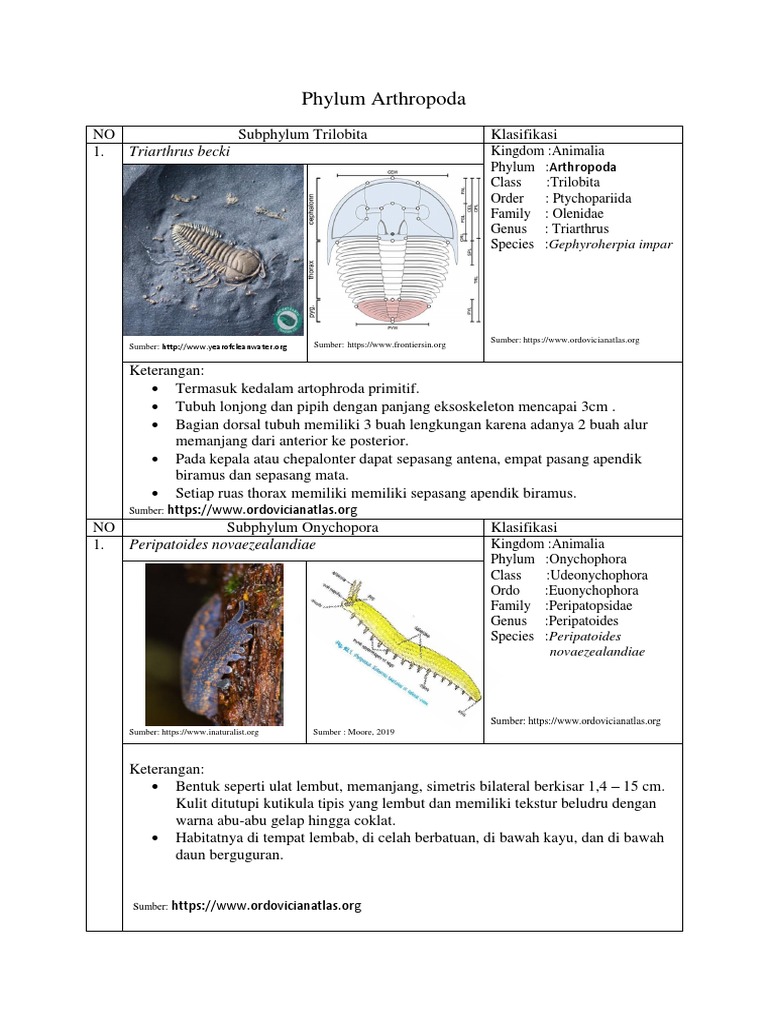 Phylum Arthropoda Pdf