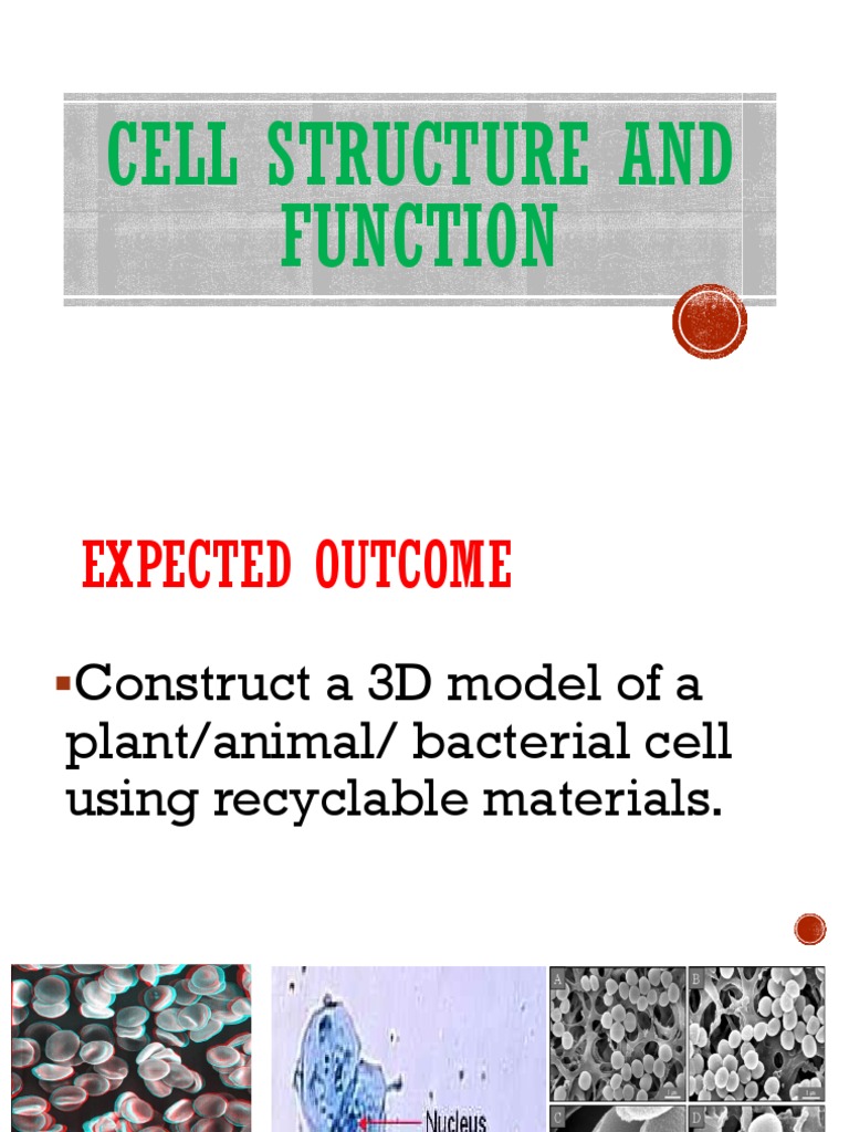 The Cell | PDF | Cell Nucleus | Cell (Biology)