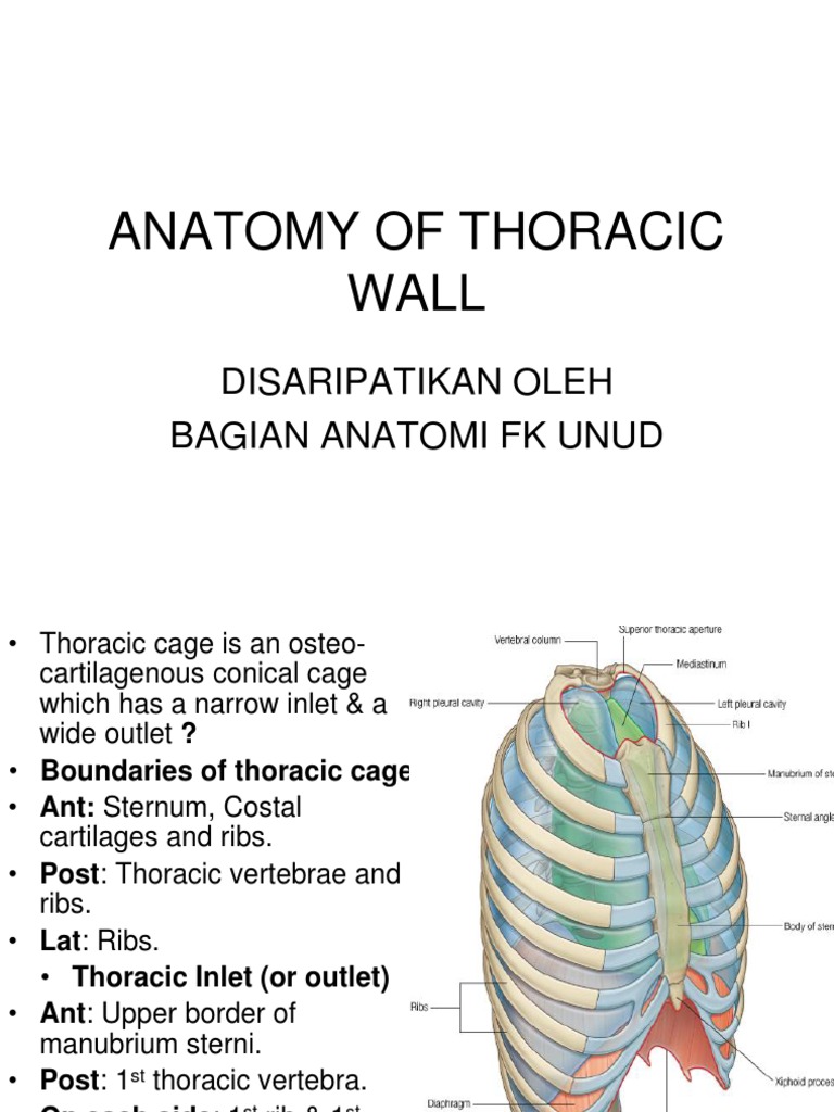 Anatomy of Thoracic Wall: Disaripatikan Oleh Bagian Anatomi FK Unud ...