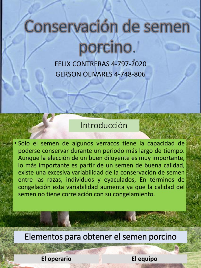 Conservacion de Semen Porcino | PDF | Semen | Sistema Reproductor Mamífero