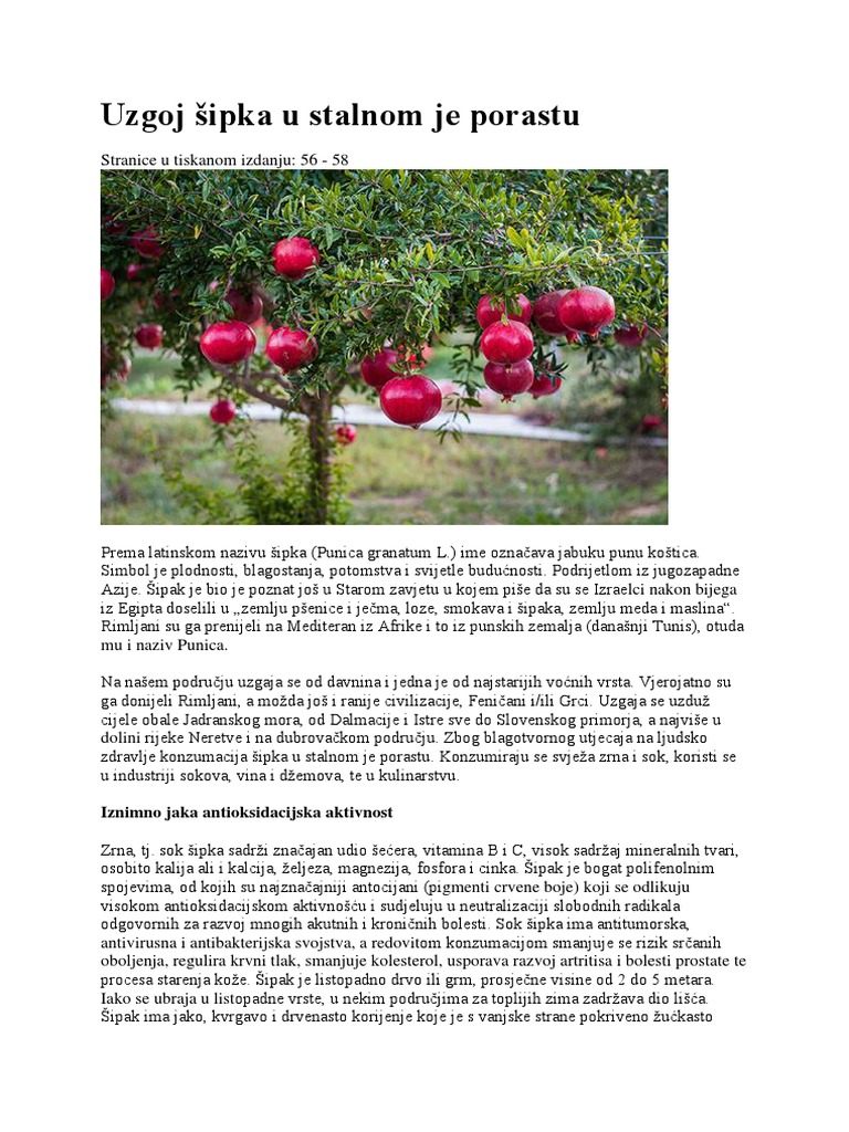 Šipak Punica Granatum | PDF