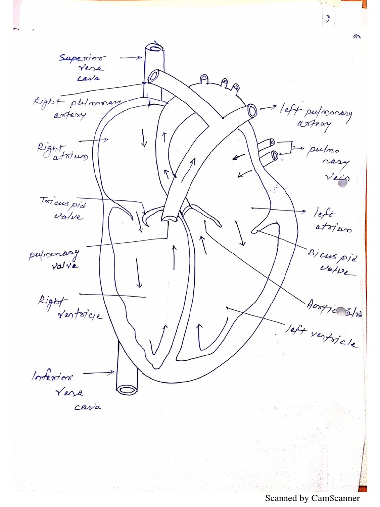 Anatomy Heart PDF | PDF
