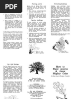 Quercus Species: The Oak Tree | PDF | Acorn | Oak