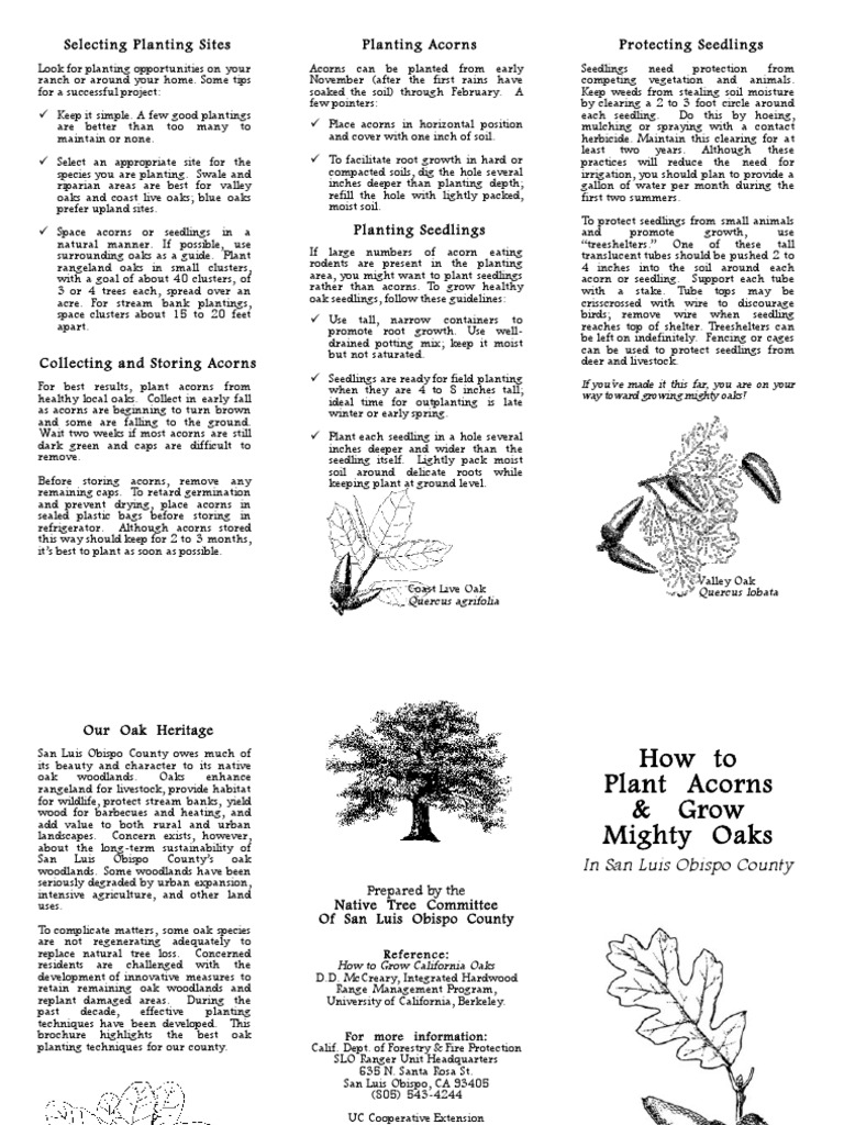 Growing Our Oak Heritage: Effective Techniques for Planting Acorns and ...