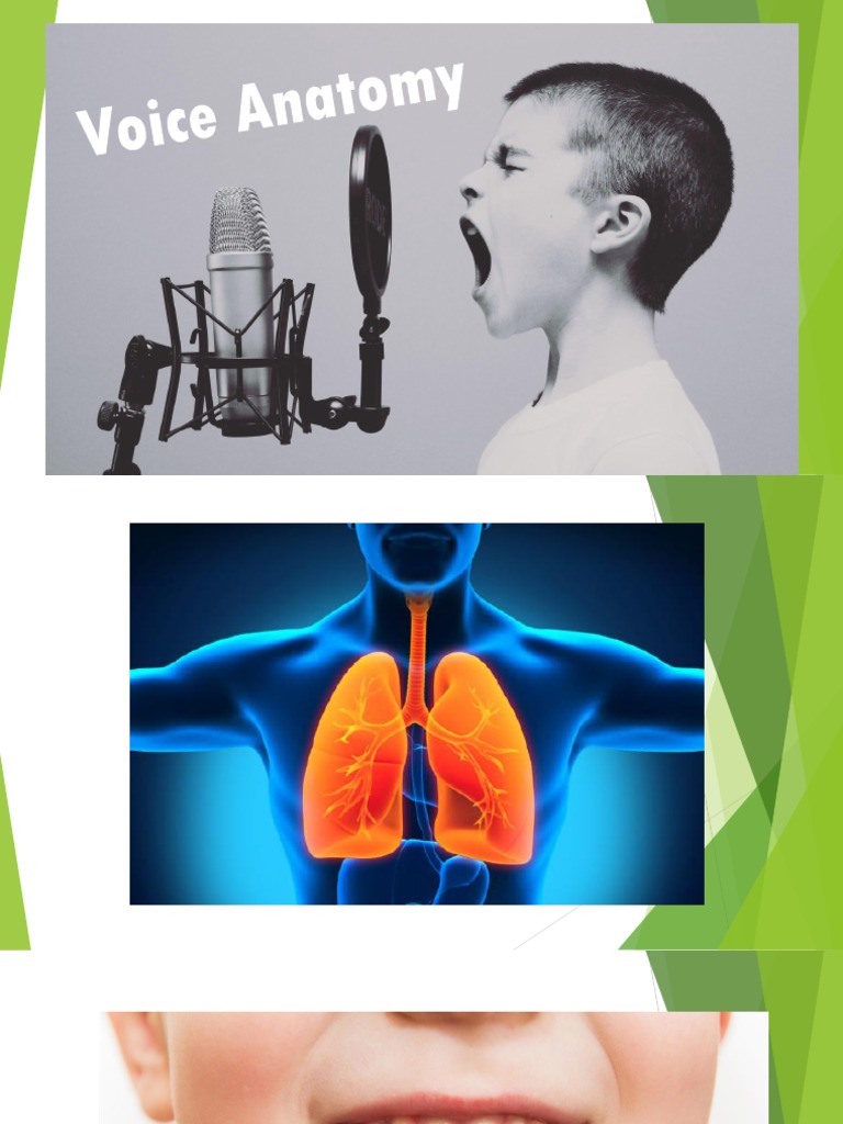 Voice Anatomy | PDF