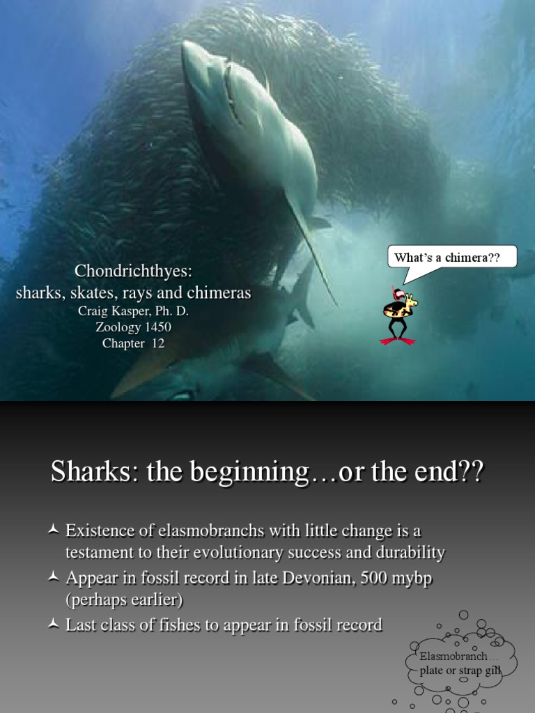 Class Chondrichthyes Carcharodon