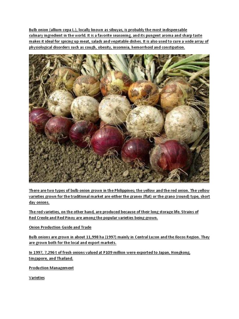 Bulb Onion | PDF | Onion | Soil