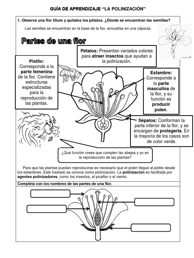 Guía De Aprendizaje “la Polinización” Flores Polinización