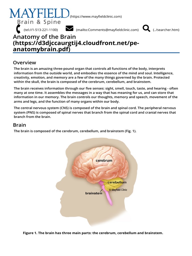 Brain Anatomy, Anatomy of The Human Brain | PDF | Skull | Neuron