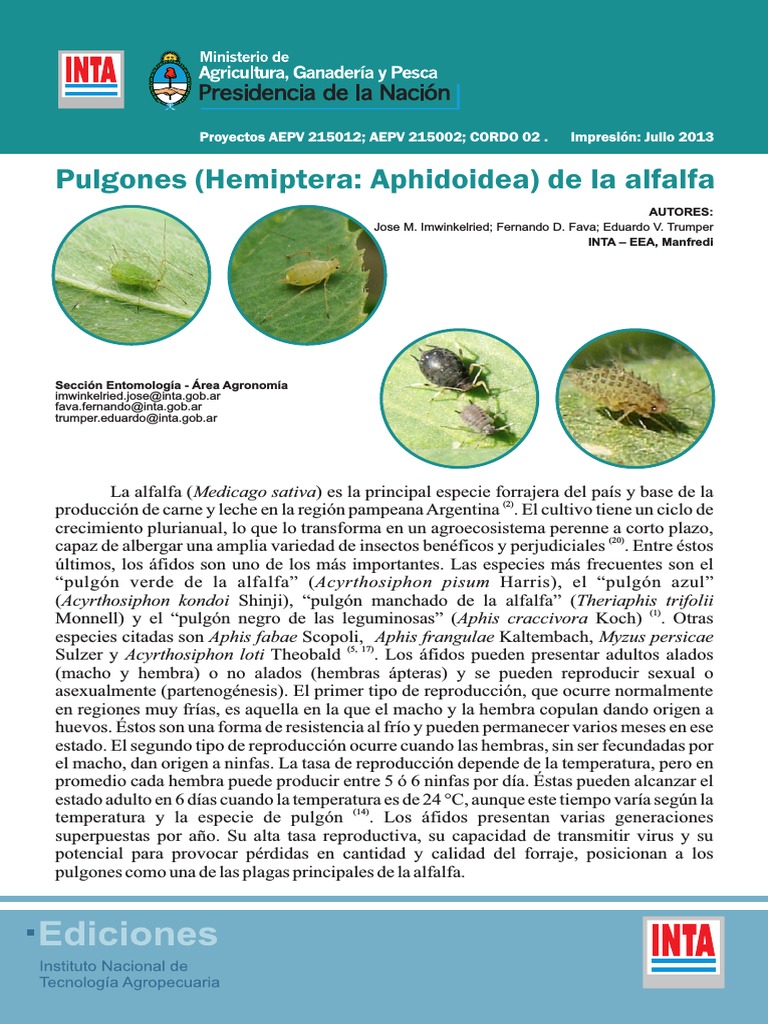 INTA Pulgones de La Alfalfa | PDF | Alfalfa | Insectos