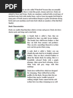 Hudhud: The Hoopoe Bird Explained | PDF | Birds | Ornithology
