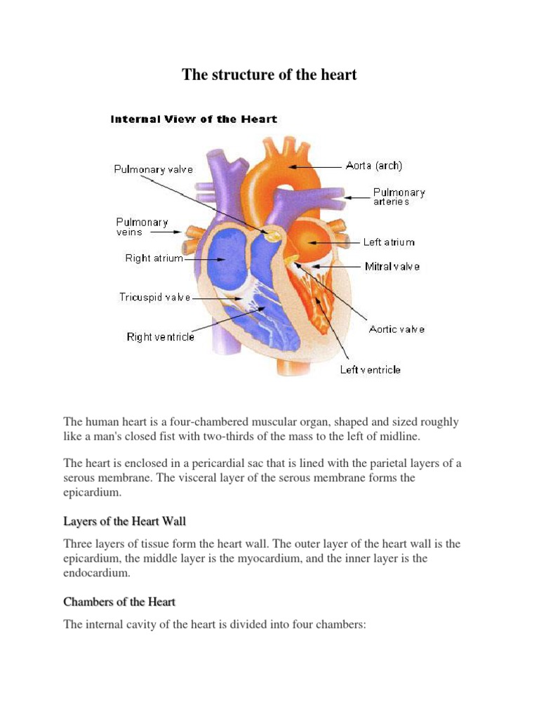 The Stucture of The Heart | PDF | Heart Valve | Heart