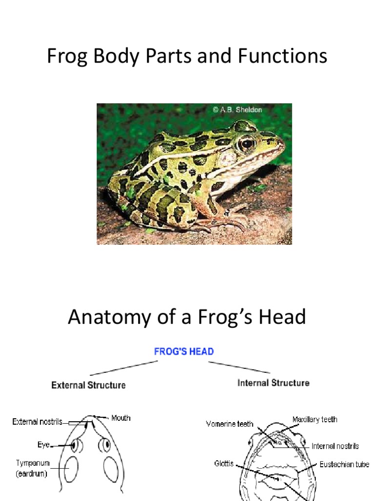 Frog Body Parts and Functions | Download Free PDF | Digestion ...