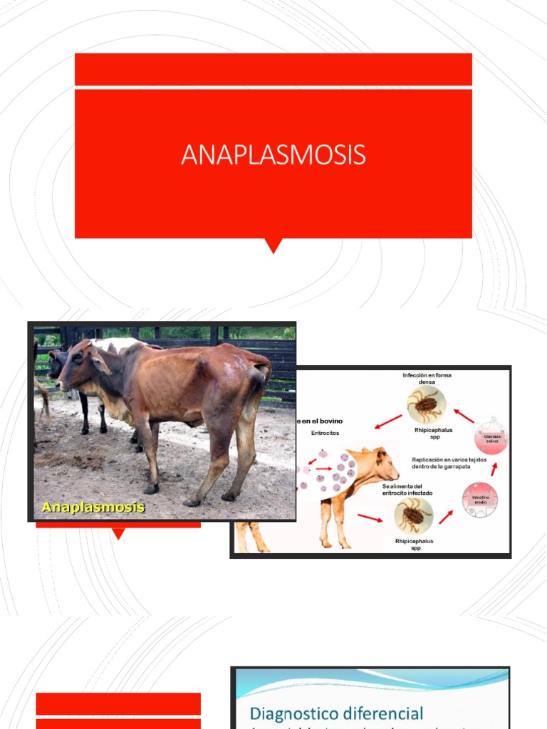 Anaplasmosis | PDF