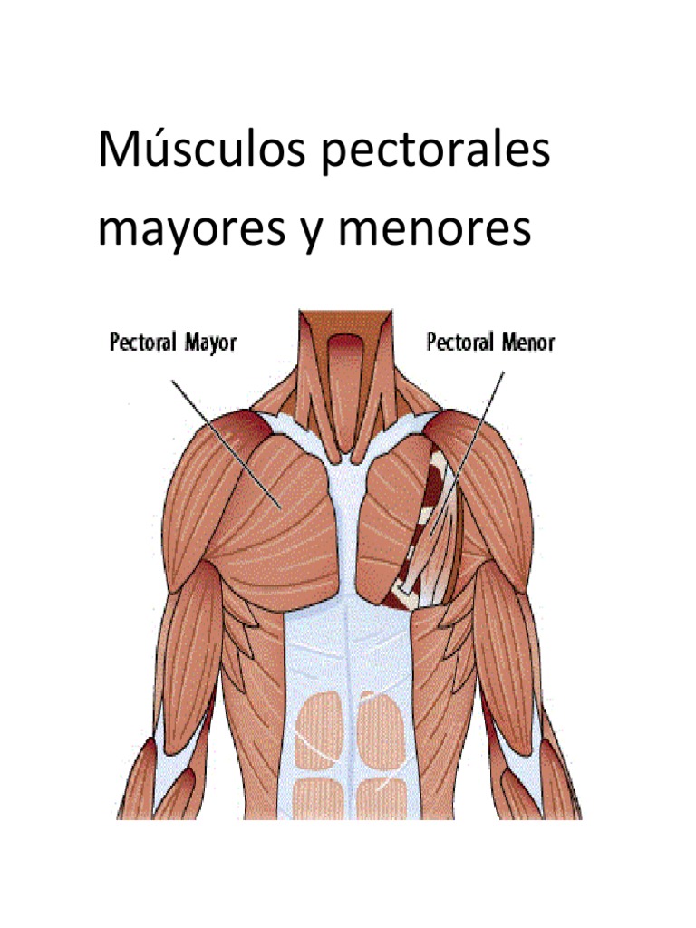 Músculos Pectorales Mayores y Menores | PDF