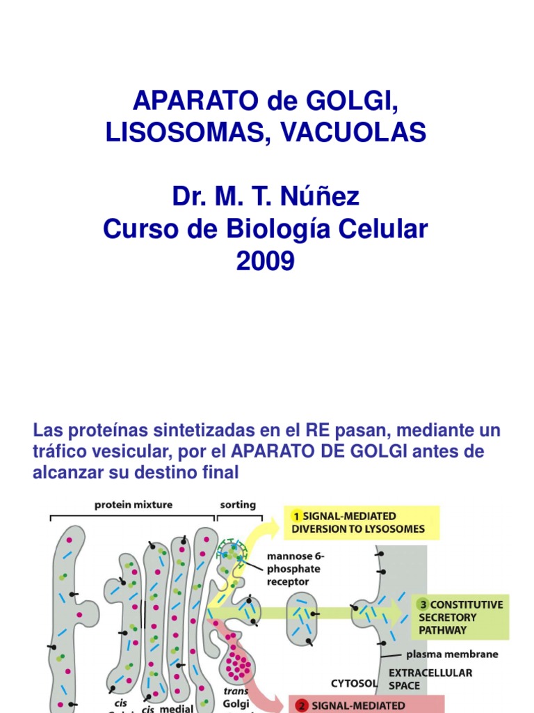 Aparato de Golgi Lisosomas y Vacuolas | Lisosoma | Citosol