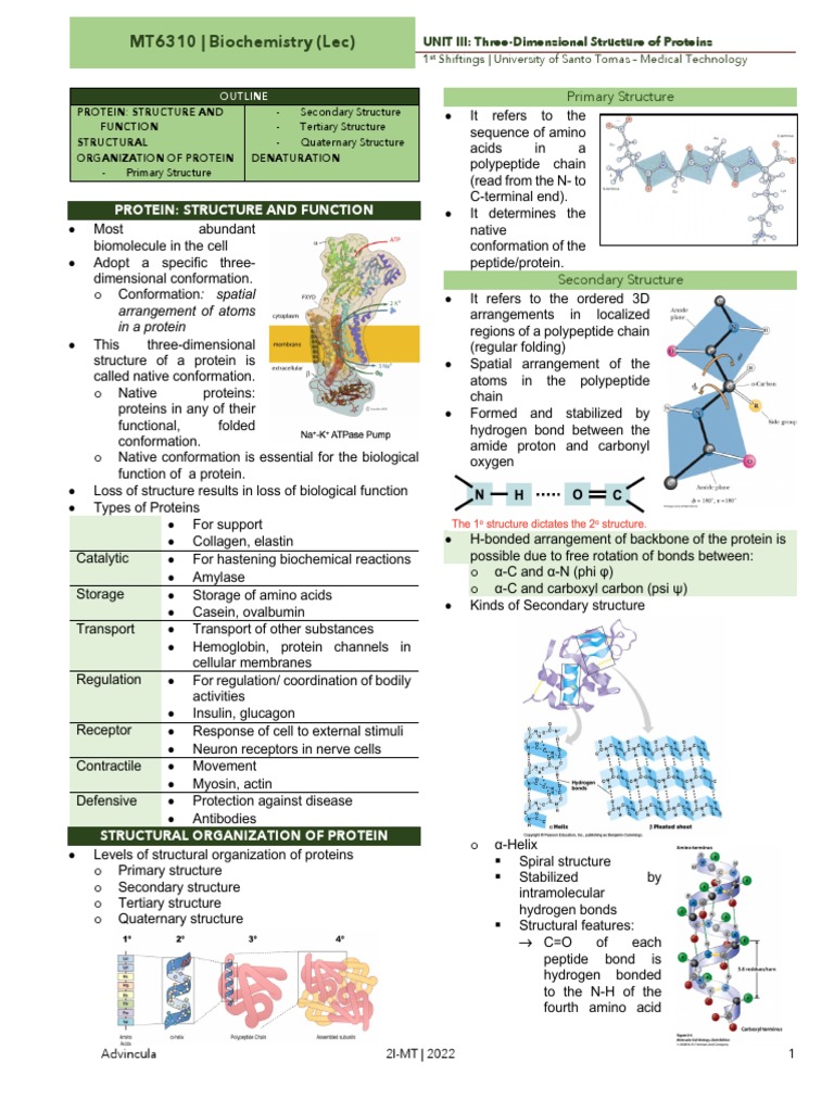 BIOCHEM 3 Three Dimensional Structure of Proteins | PDF | Protein Structure | Beta Sheet
