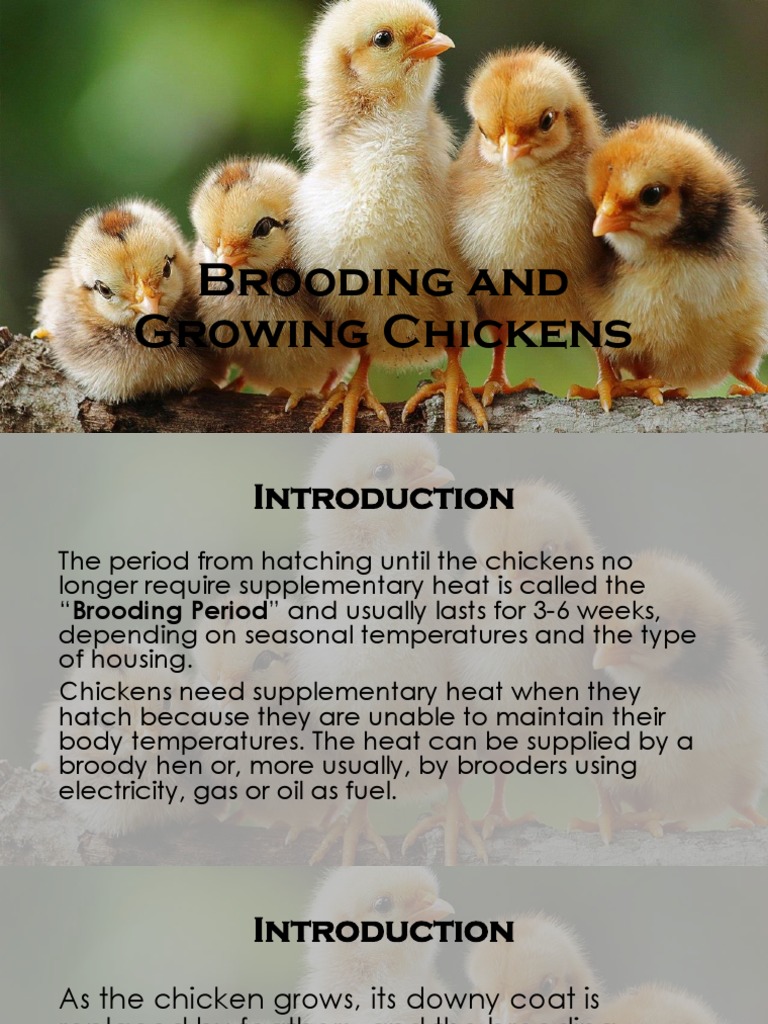 Brooding and Growing Chicks | PDF | Chicken | Foods