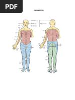 Peta Dermatome dan Inervasi Kulit | PDF