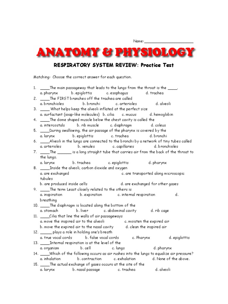 Respiratory System Review Practice Test PDF | PDF | Respiratory Tract ...