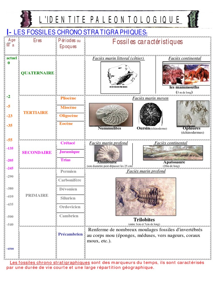 Types de fossiles et faciès stratigraphiques | PDF | Fossile | Géologie