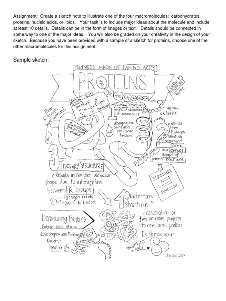Sketch Note Assignment on Macromolecules | PDF | Macromolecules ...