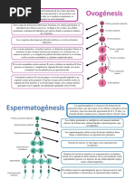 Esquema Proceso Gametogénesis Detallado | PDF | Mitosis | Sistema reproductivo