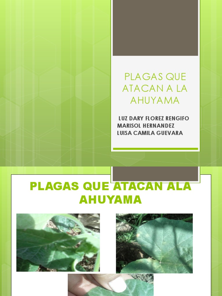 Plagas Que Atacan A La Ahuyama | PDF | Insectos | Lepidópteros