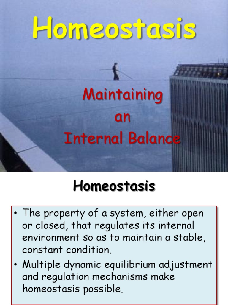 Homeostasis: Maintaining An Internal Balance | PDF | Homeostasis | Insulin