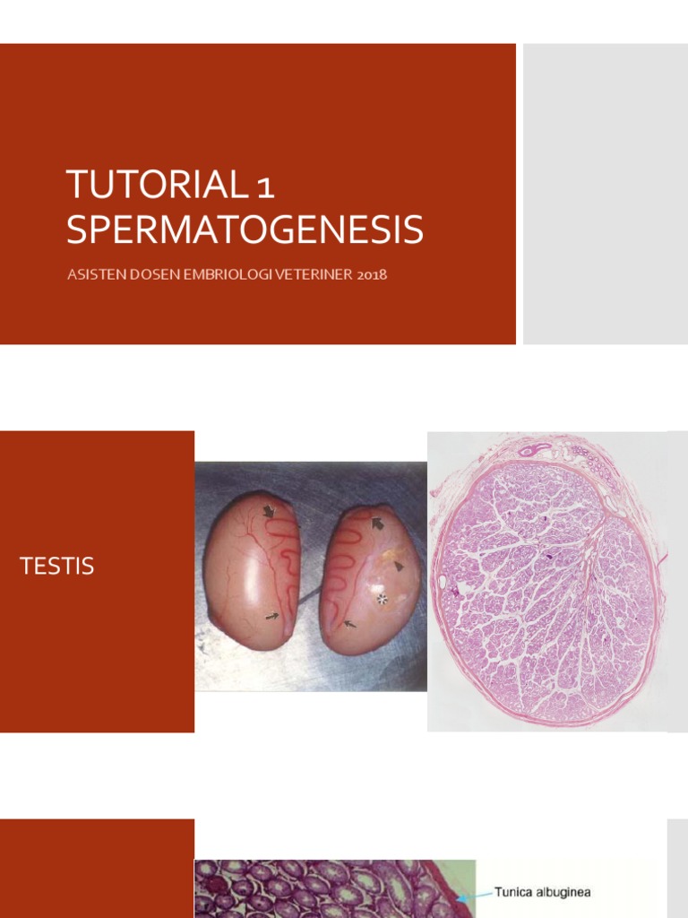 Tutorial 1 - Spermatogenesis 2 | PDF | Genitourinary System | Sexual Reproduction