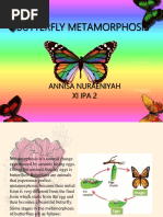 Butterfly Camouflage Classroom Activity | PDF | Camouflage | Mimicry