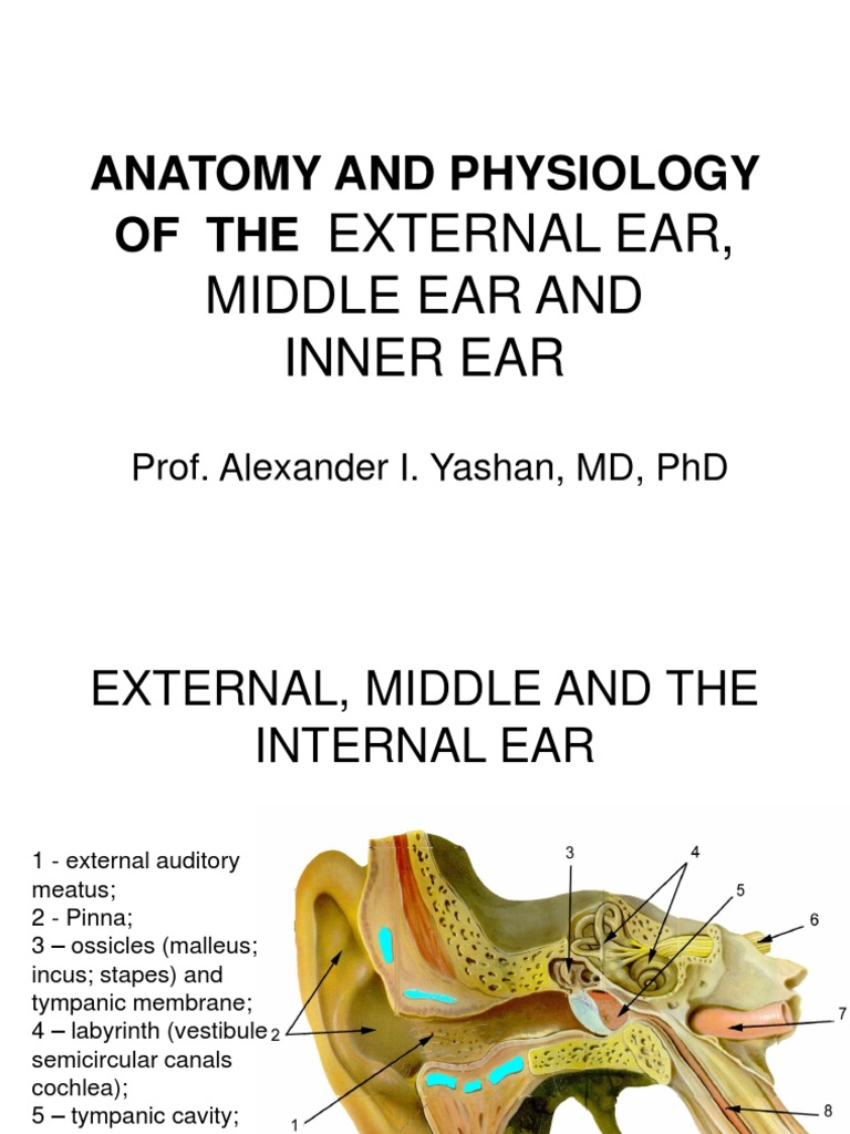 1ear Anatomy | PDF | Ear | Human Anatomy