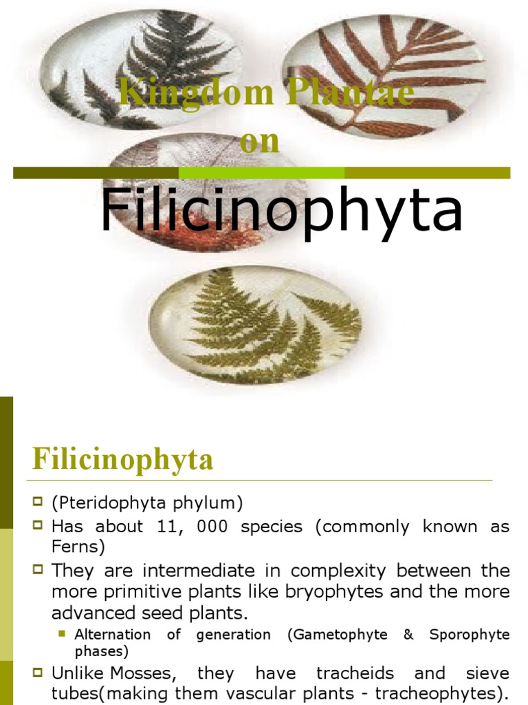 Kingdom Plantae - Filicinophyta | PDF
