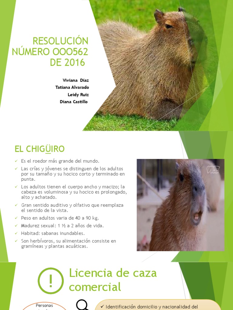 Chiguiro | PDF | Colector de aguas pluviales | Contaminación