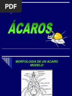 Ácaros del polvo: Dermatophagoides y Euroglyphus | PDF | Alergia