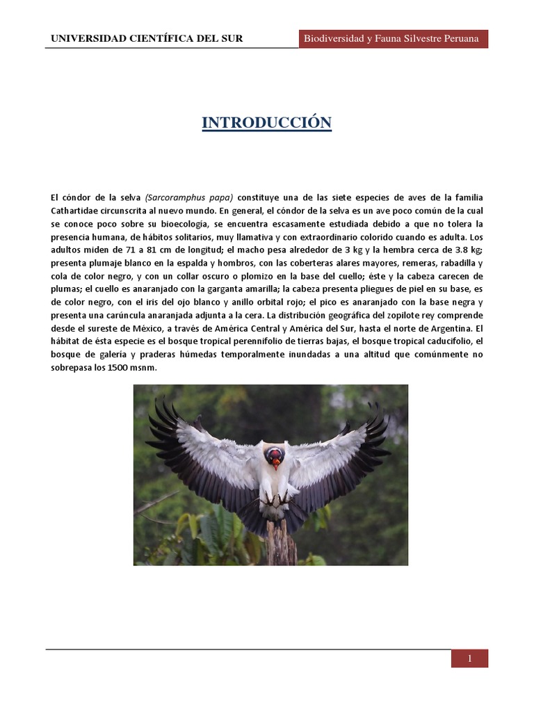 El Cóndor de la Selva Peruana | PDF | Selva | Aves