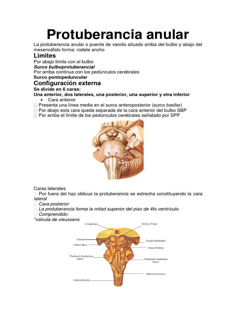 Protuberancia Anular y SD Pontinos | PDF | Anatomía humana | Sistema nervioso central
