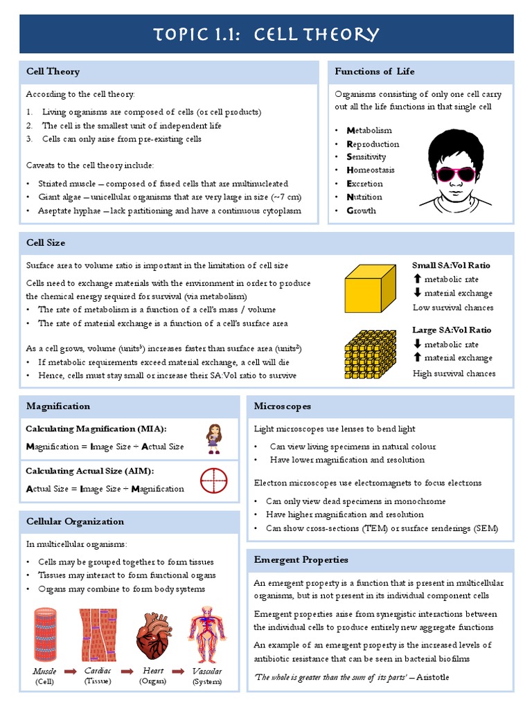 BIoninja Summary PDFs PDF | PDF | Mitosis | Cell Membrane