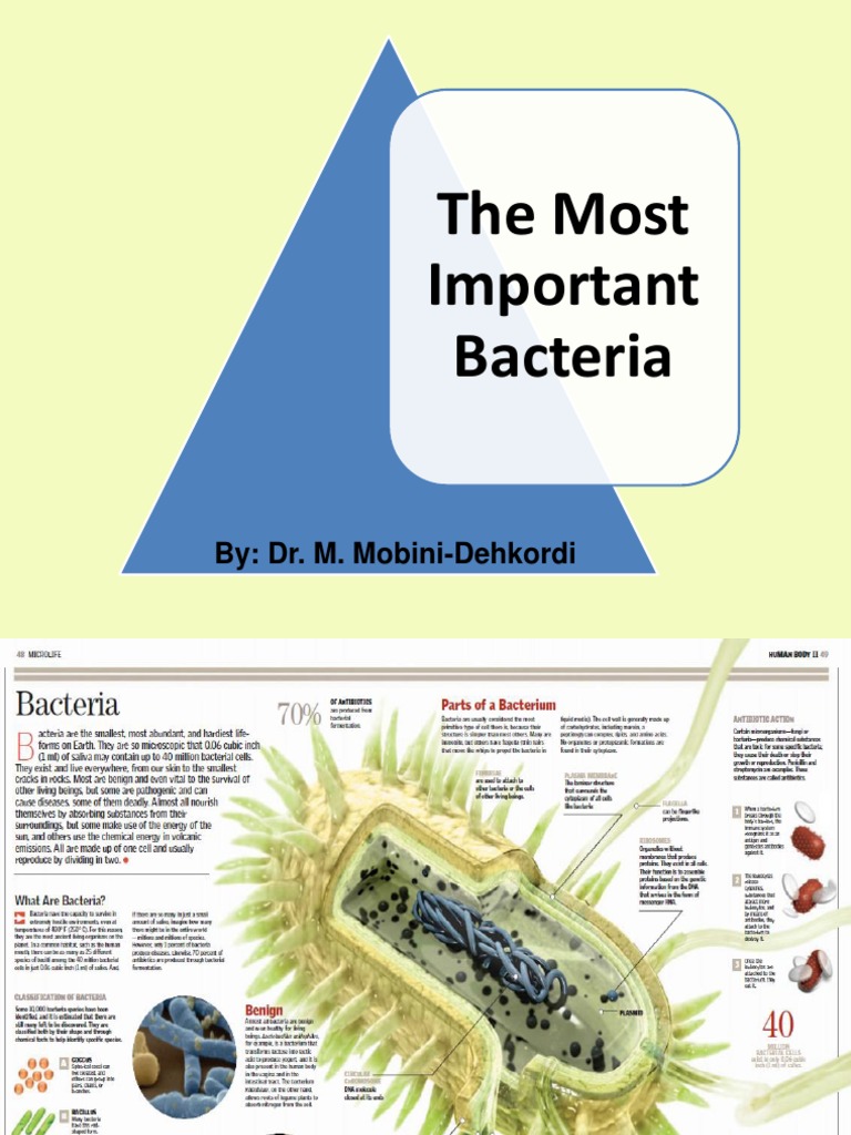 Alpha and Beta Proteobacteria | PDF | Bacteria | Prokaryote