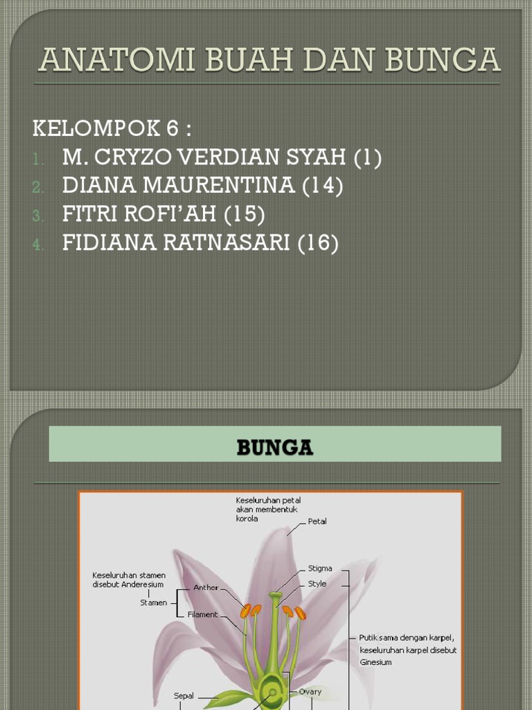 Anatomi Buah Dan Bunga | PDF