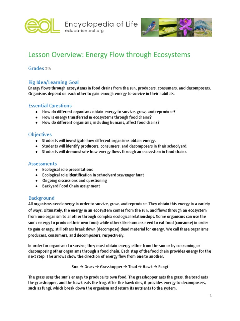 2-5 EnergyFlow LessonOverview | PDF | Plants | Ecosystem