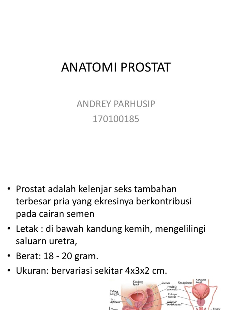 Anatomi Prostat | PDF