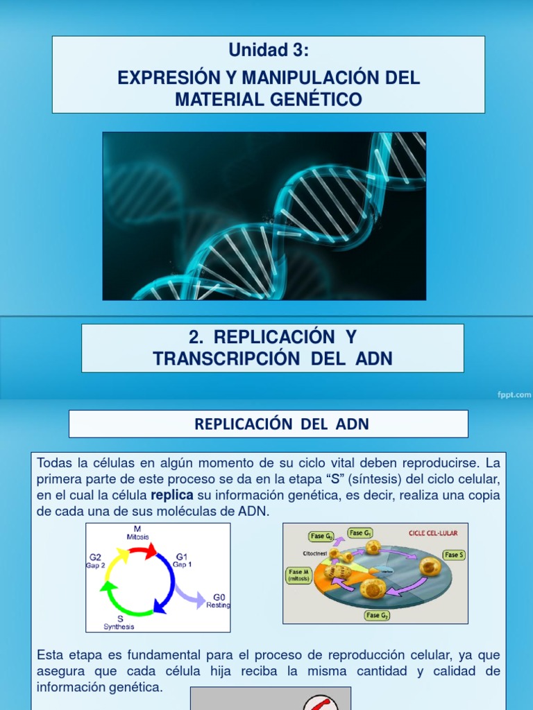 Replicación y Transcripción Del ADN | PDF | Replicación De Adn | Rna