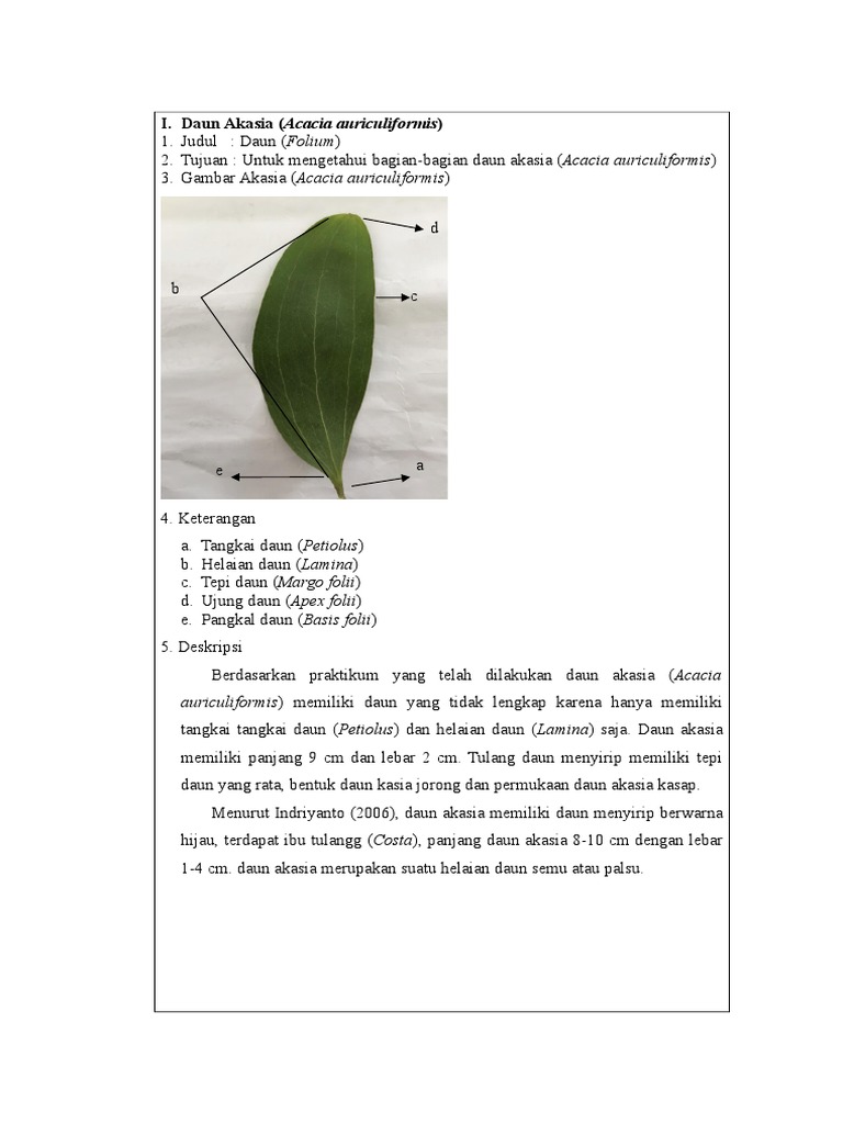 Morfologi Daun Akasia Auriculiformis | PDF