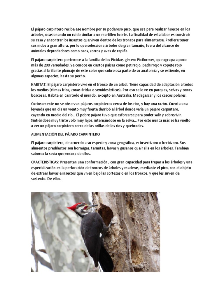 Anatomía y alimentación del pájaro carpintero | PDF