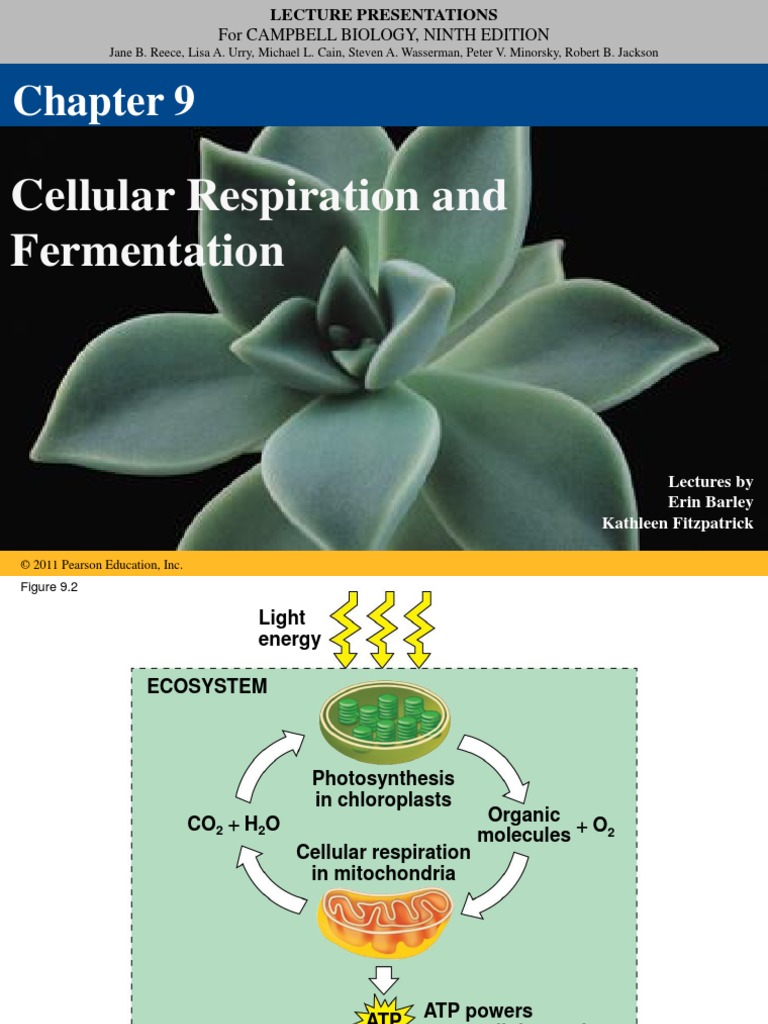 Cellular Respiration | PDF | Cellular Respiration | Adenosine Triphosphate